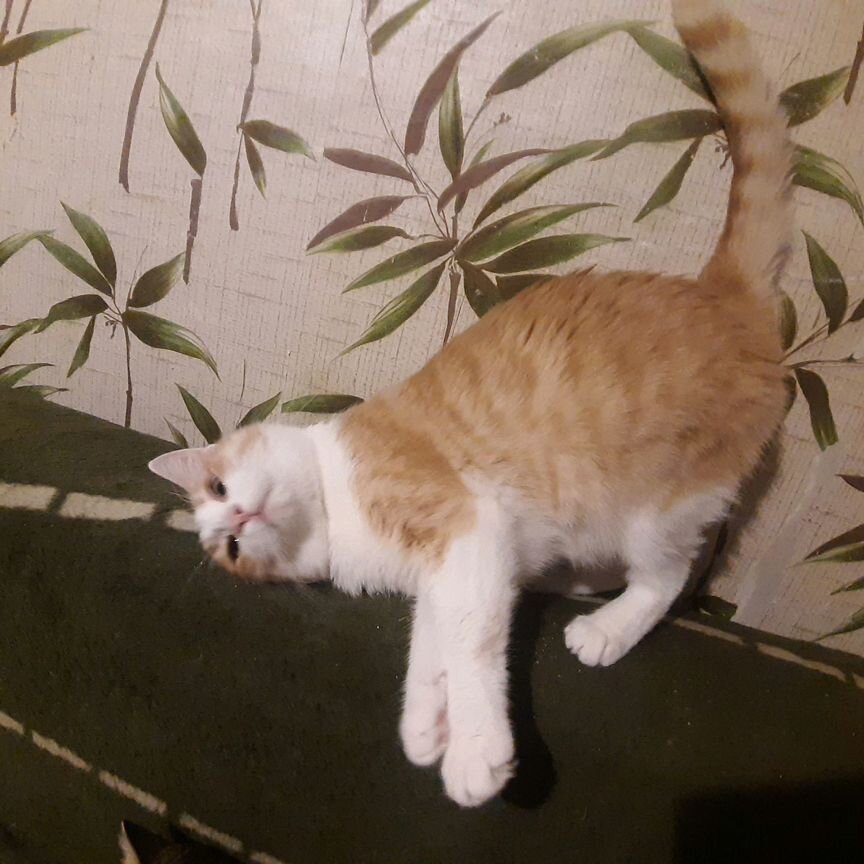 Молодой котик Лис в добрые руки