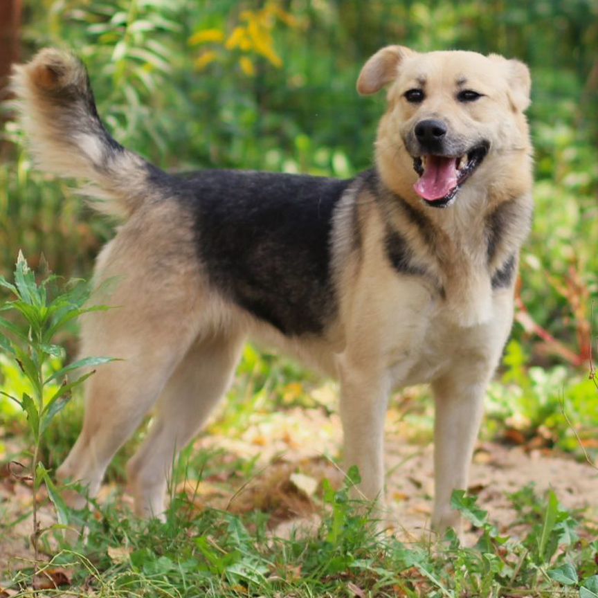 Взрослая собака в добрые руки