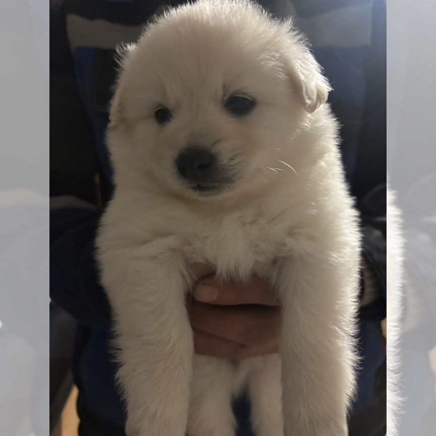 Померанский шпиц, щенок