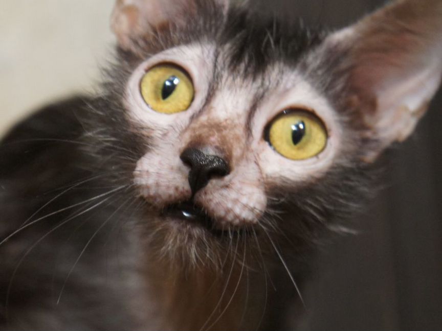 Кот Оборотень