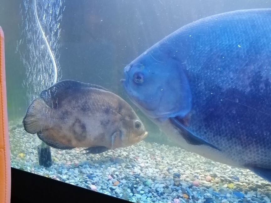 Пиранья и цихлид (большие) рыбы бесплатно