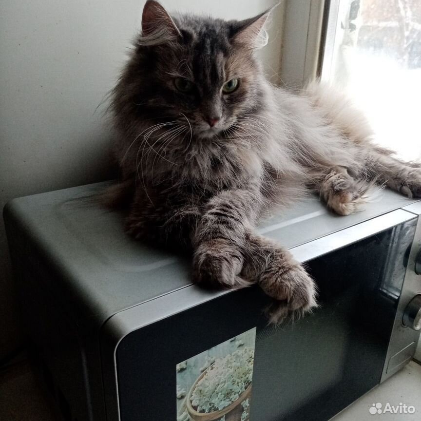 Кошка