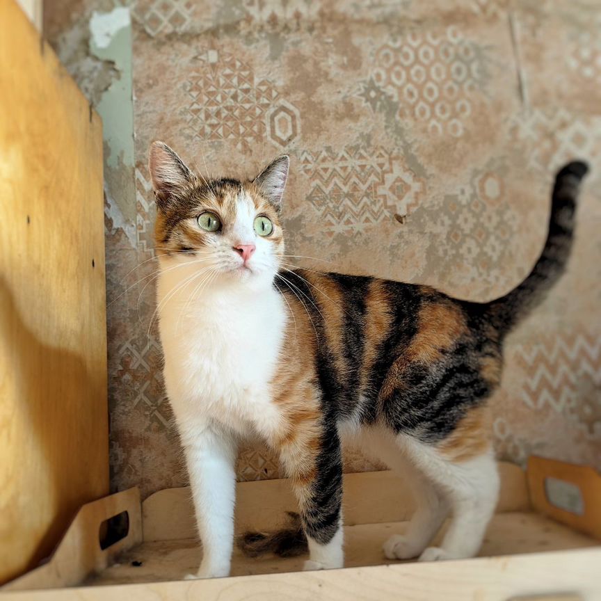 Тигровая полосаточка ищет дом уже 2 года