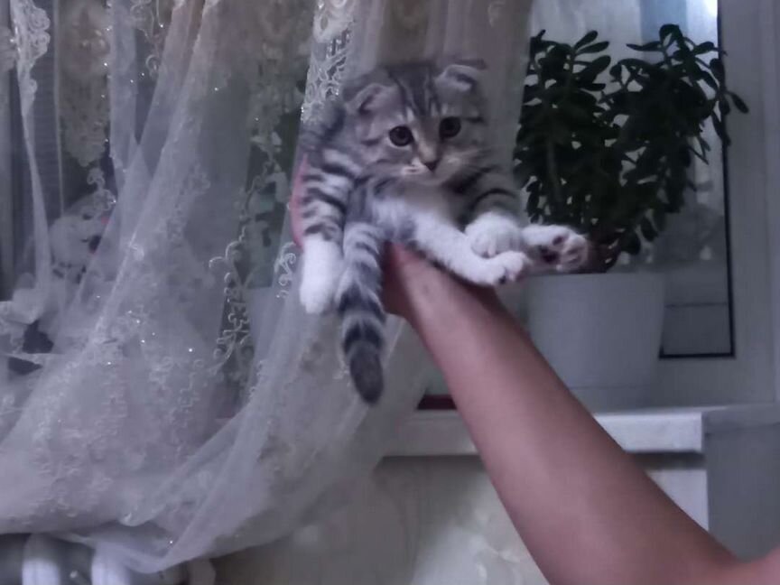 Котенок