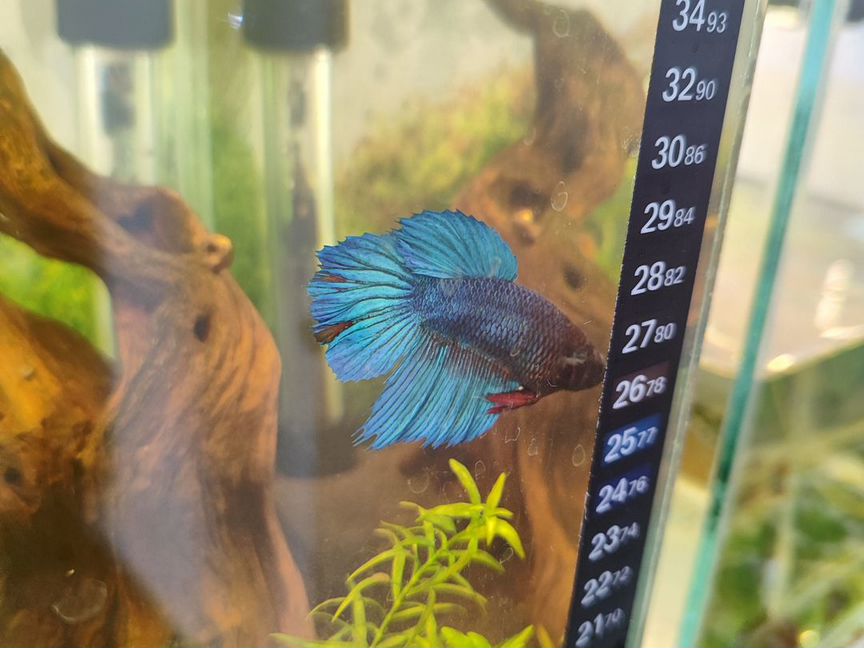 Рыбка петушок мальки