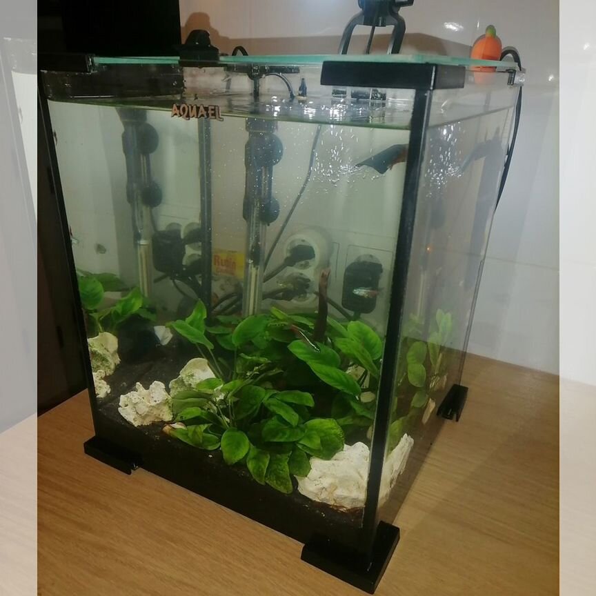 Аквариум с рыбками и креветками