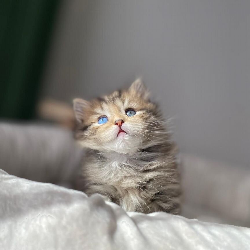 Разноглазый котик