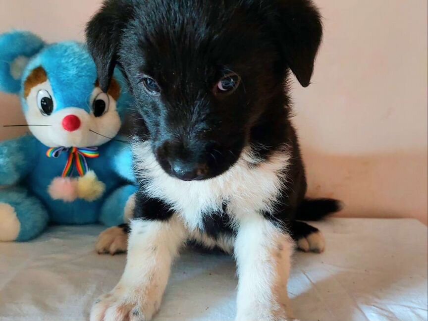 Щенок в добрые руки