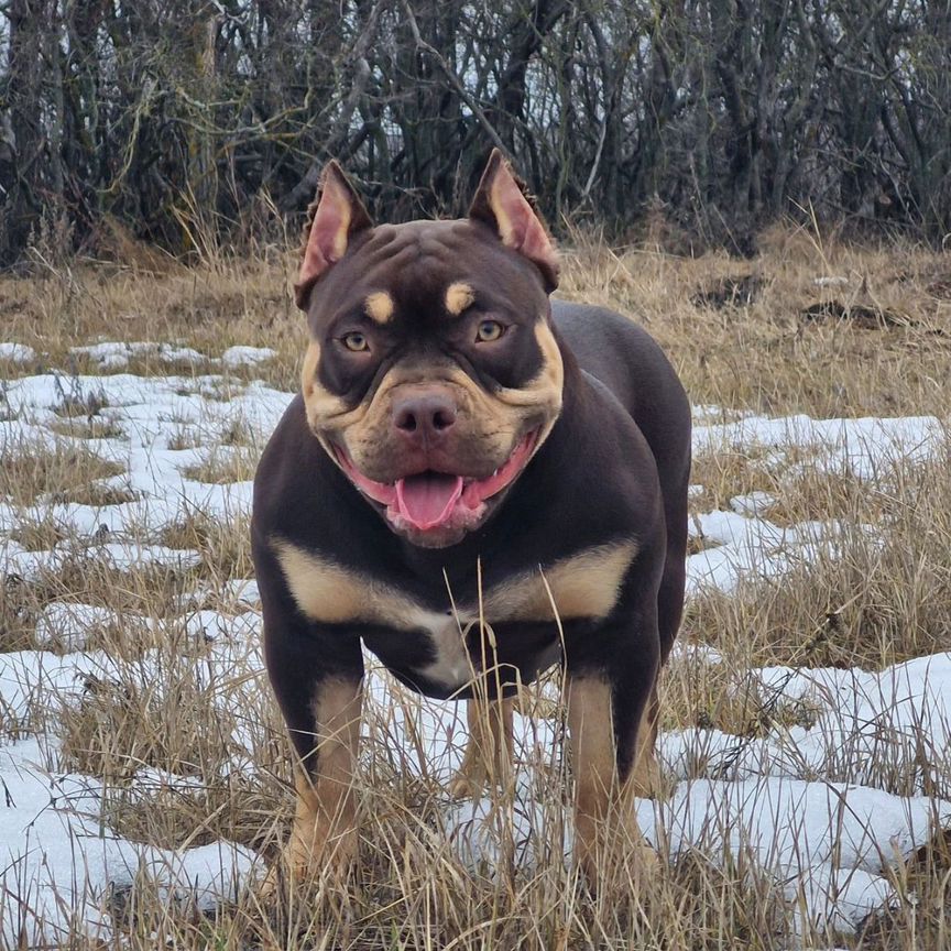 Американский Булли