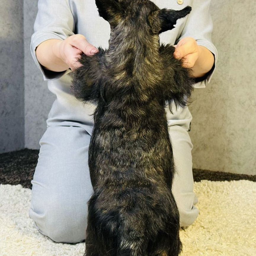 Шотландский терьер, щенок