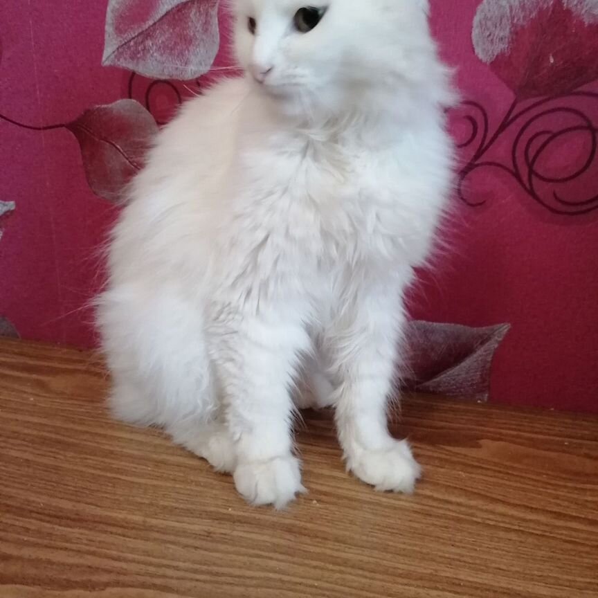 Кошечка в добрые руки