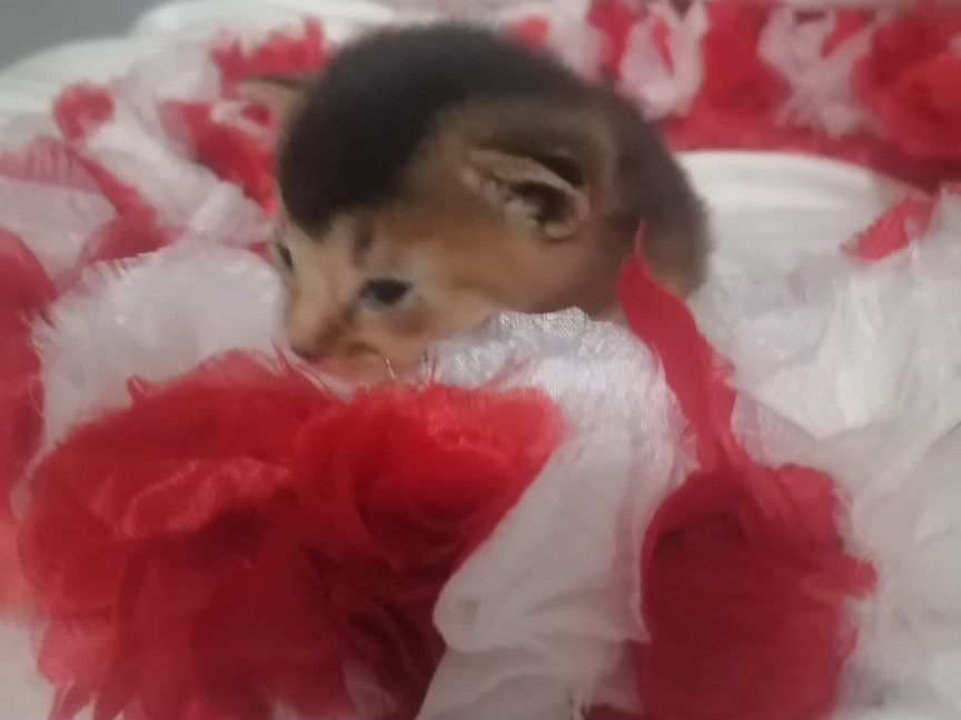 Абиссинские котята