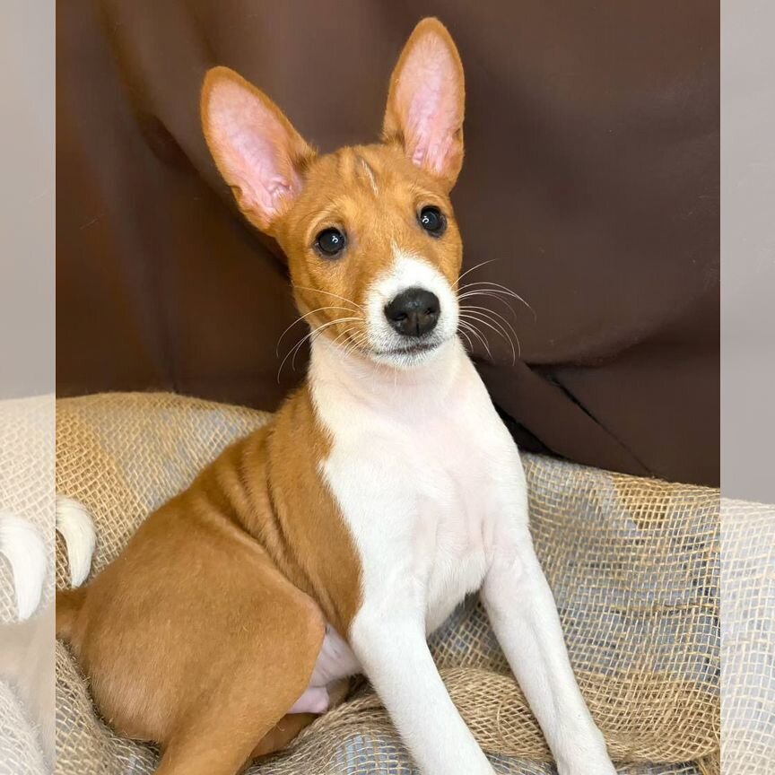 Басенджи, щенок