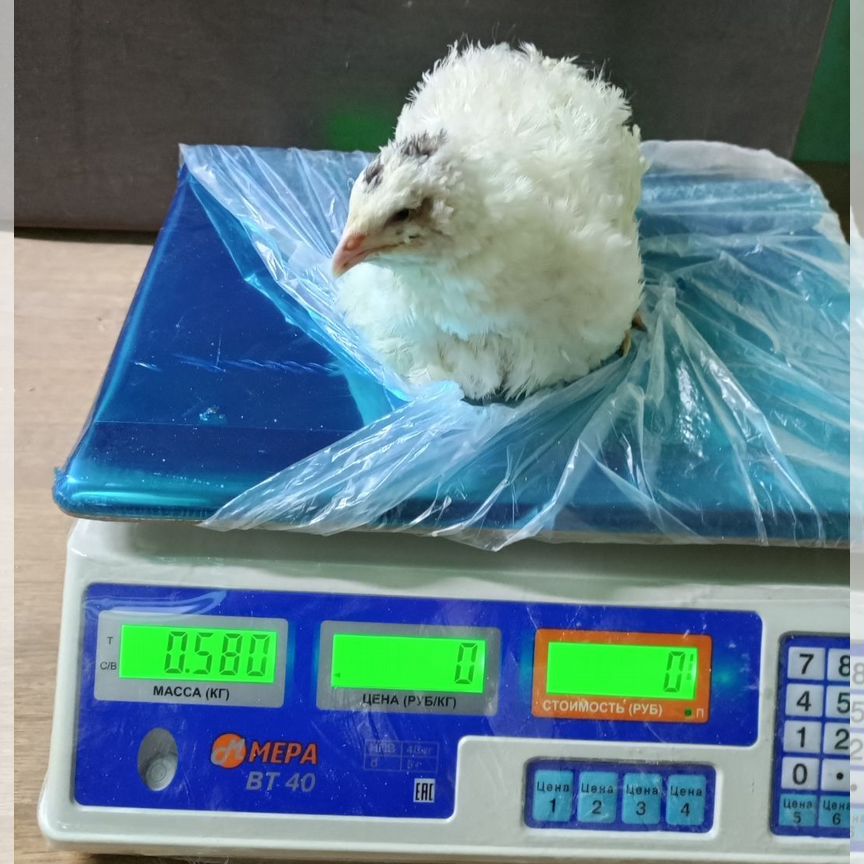 Инкубационное яйцо перепелов