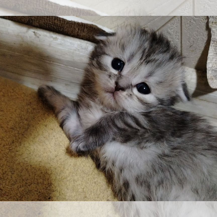 Шотландские вислоухие котята