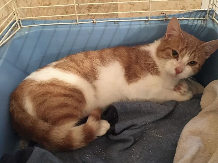Котик ищет дом