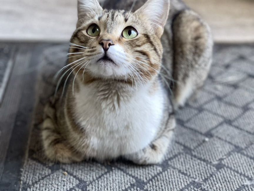 Кошка в дар