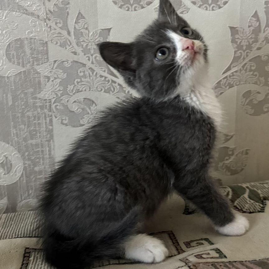 Котенок мальчик бесплатно