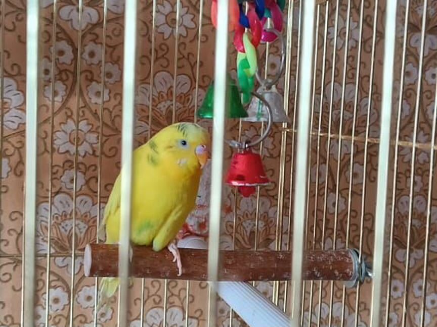 Отдам попугайчика