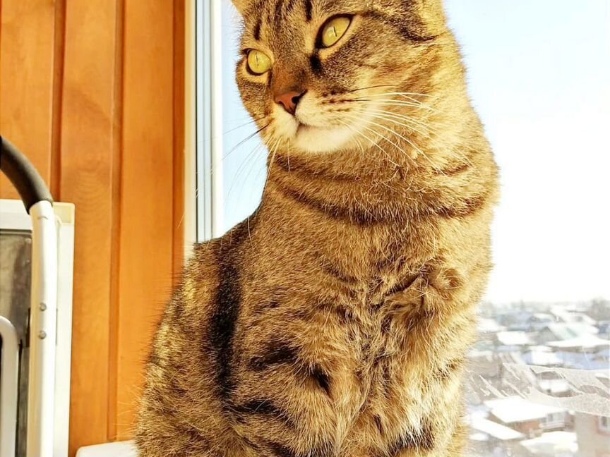 Кот, который любит играть в онлайн шахматы
