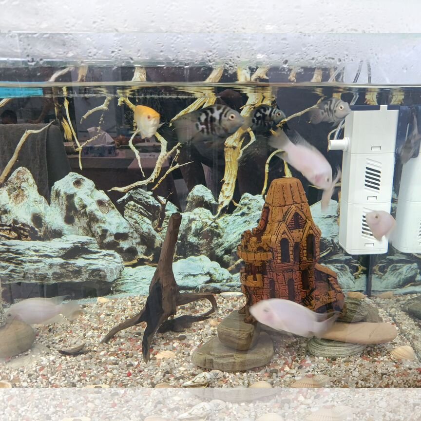 Рыбки цихлиды