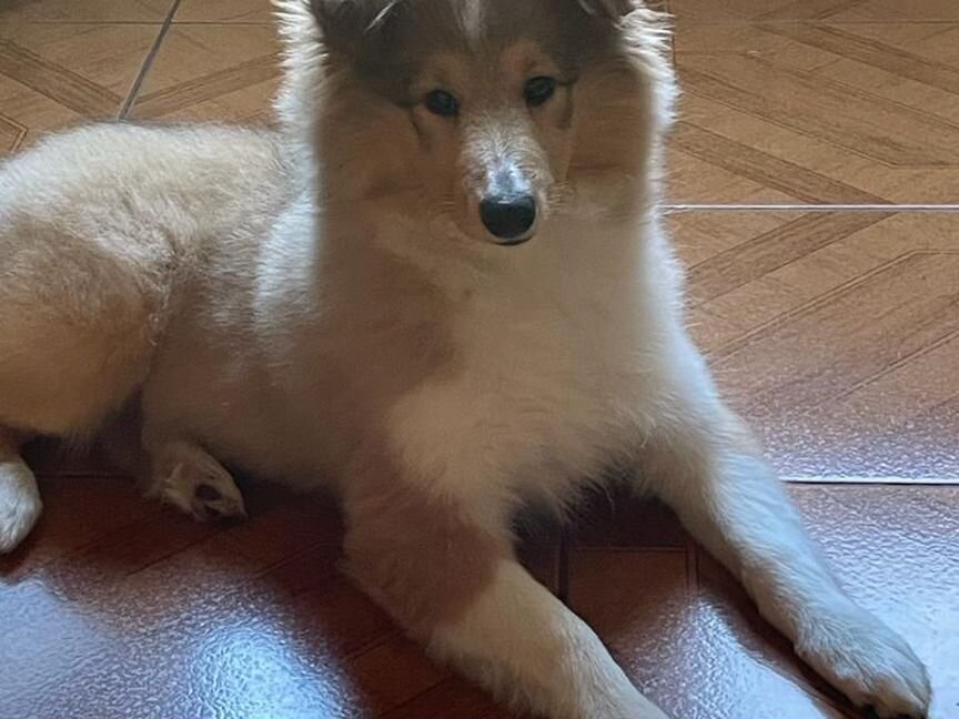 Шелти девочка