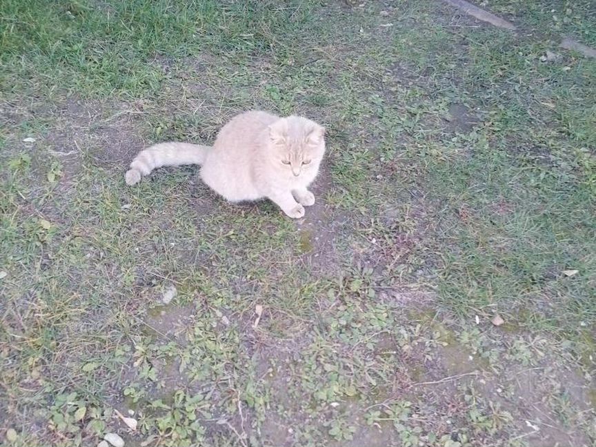 Котята бесплатно