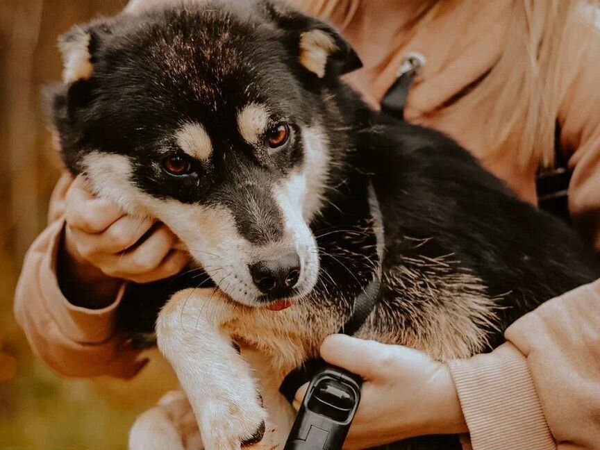 Собака в добрые руки отдам бесплатно