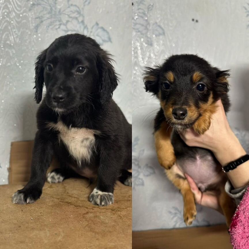 Щенки от маленкой собаки бесплатно в добрые руки