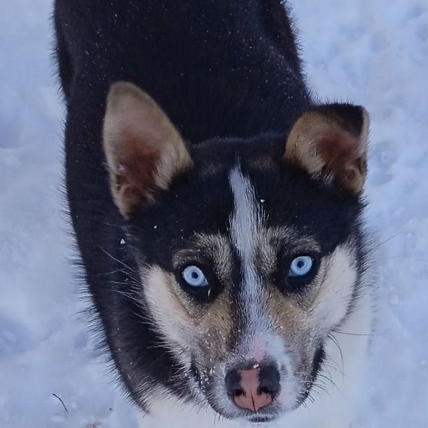 Сибирский хаски, щенок