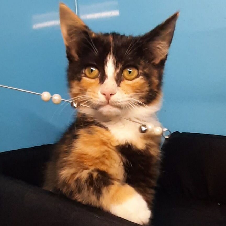 Котенок с человеческим лицом)