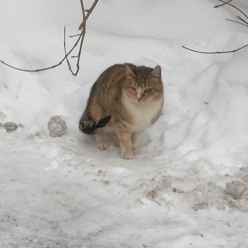 Нужен дом или передержка