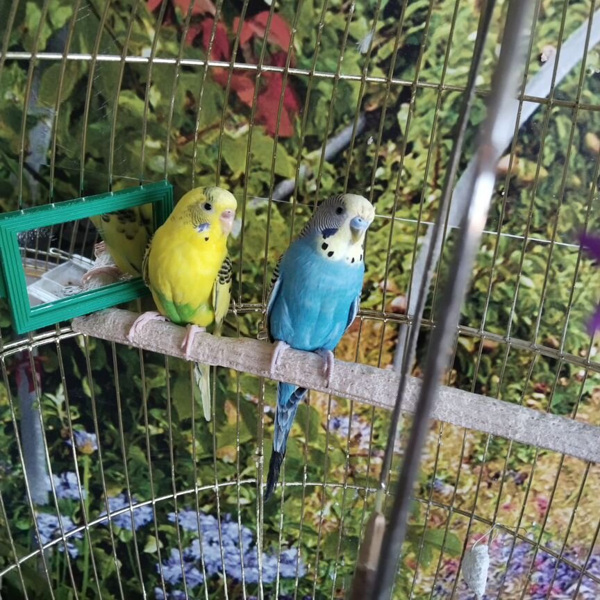 Волнистый попугай с клеткой