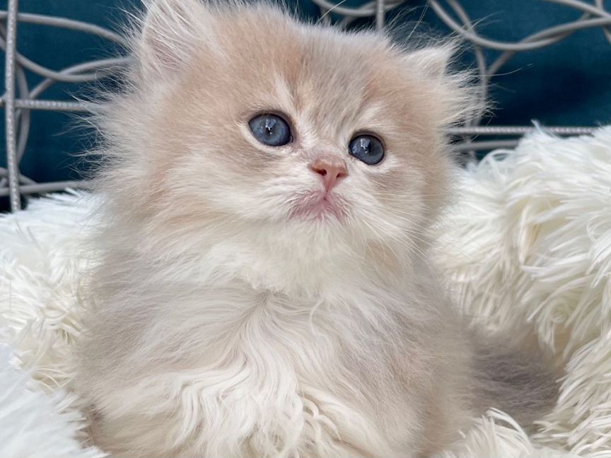 Котёнок голубое золото мальчик