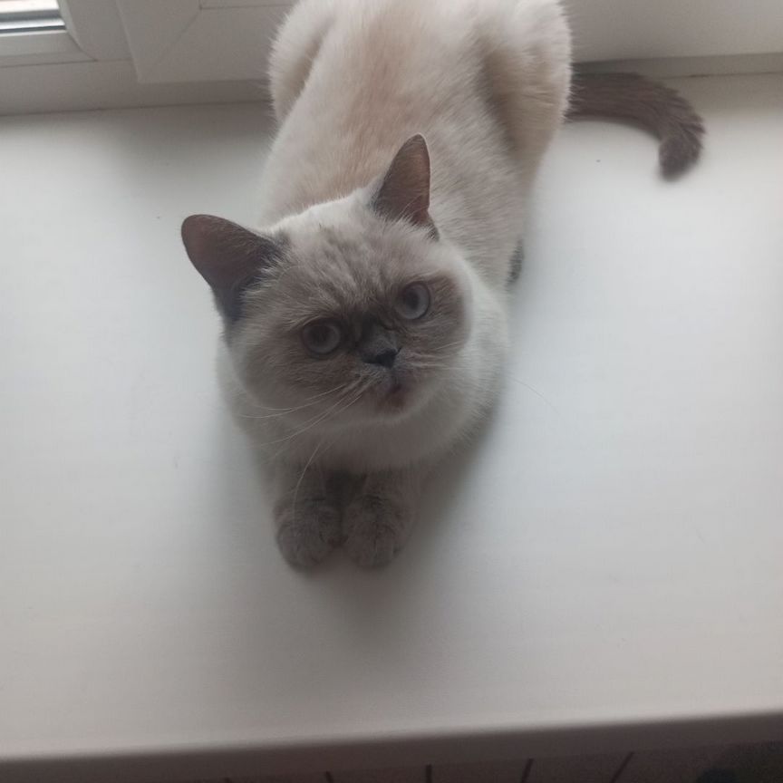 Отдам в добрые руки кошечку