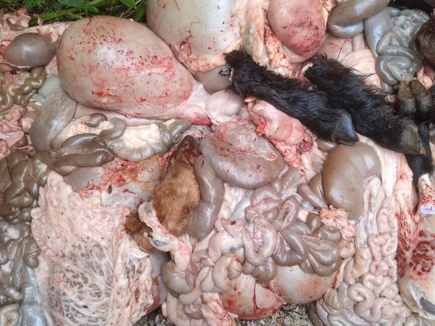 Пищевые отходы для животных