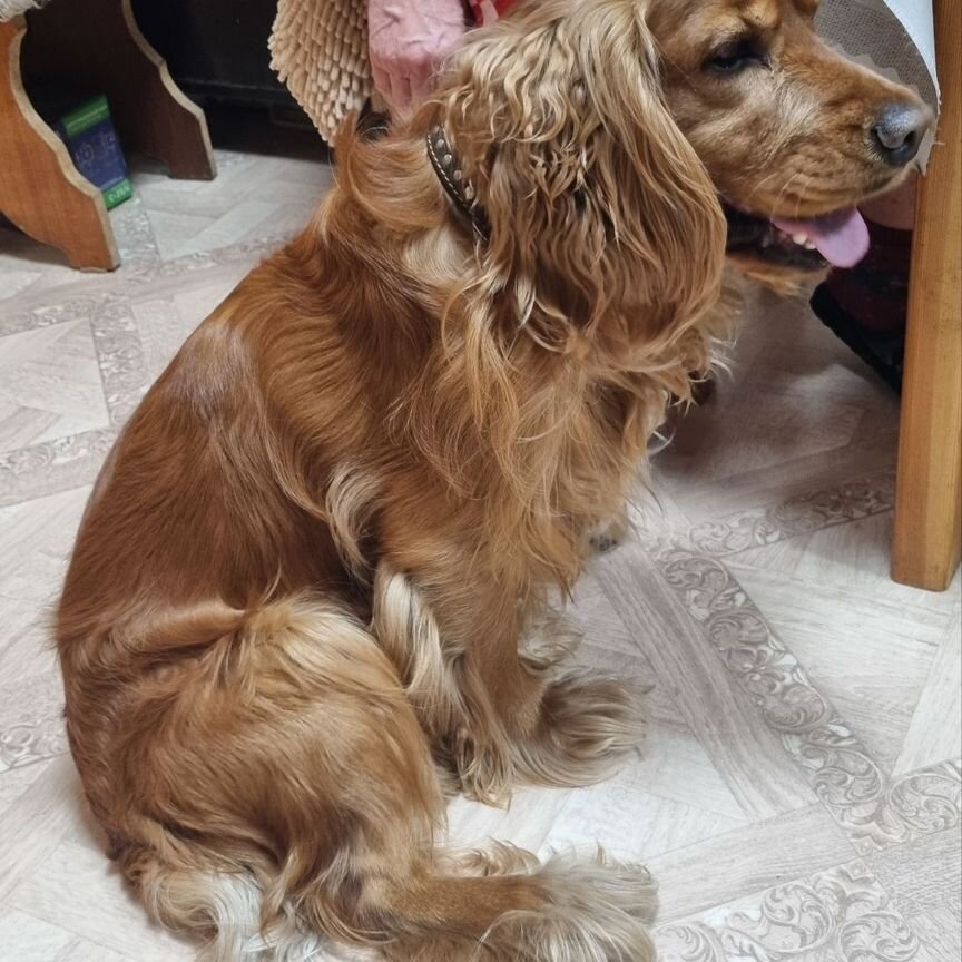 Вязка собак