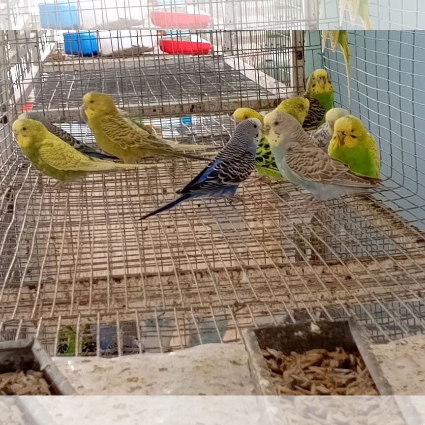 Волнистые попугаи