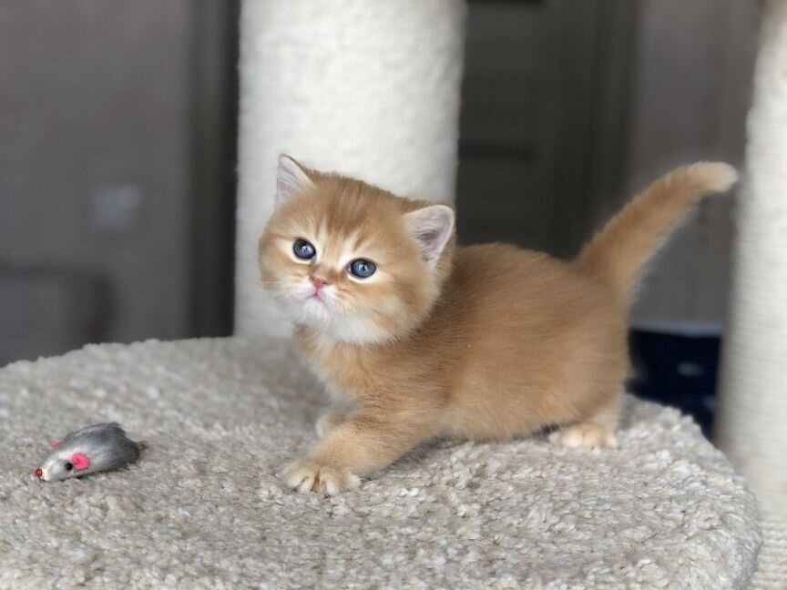 Британцы редких окрасов