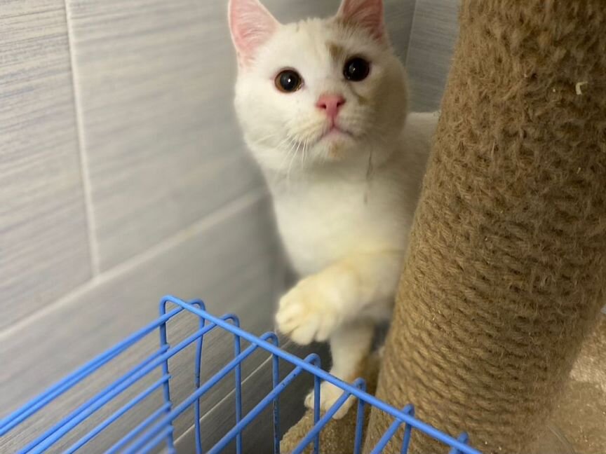 Котенок беляшик с рыжим хвостиком привитый