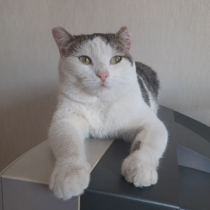 Молодой котик Кузя