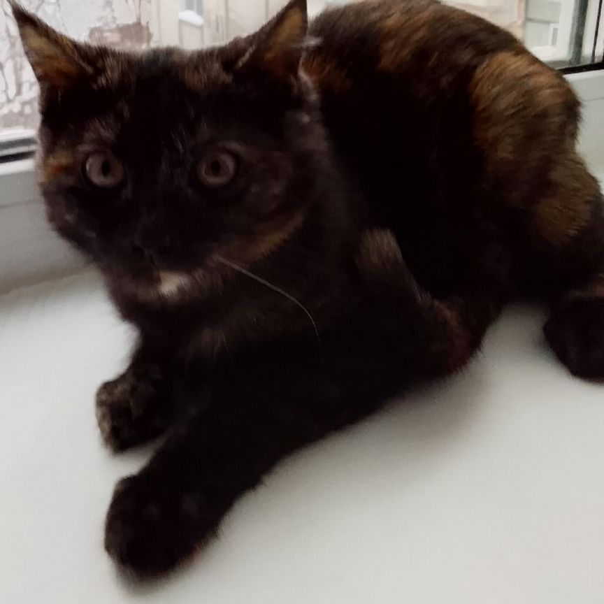 Британский короткошёрстный котёнок