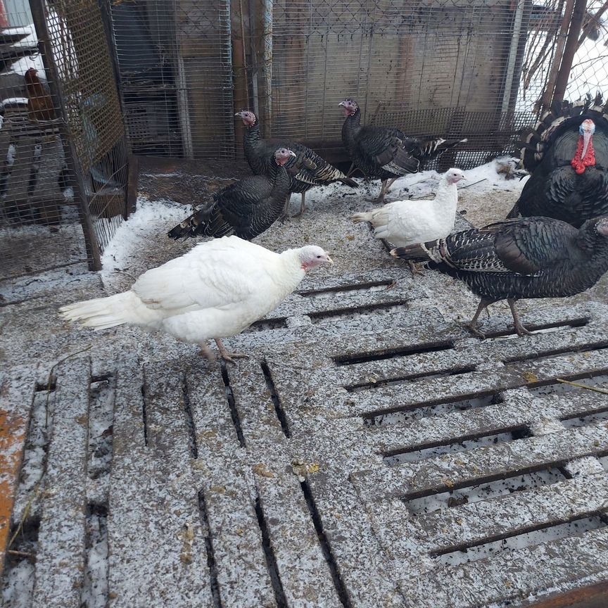 Продаю индюков