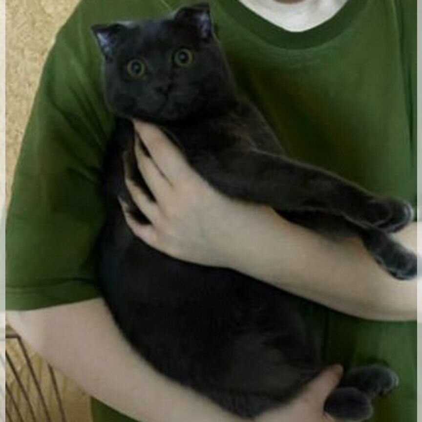Шотландский вислоухий короткошёрстный котёнок