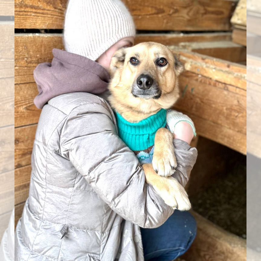 Щенок в добрые руки