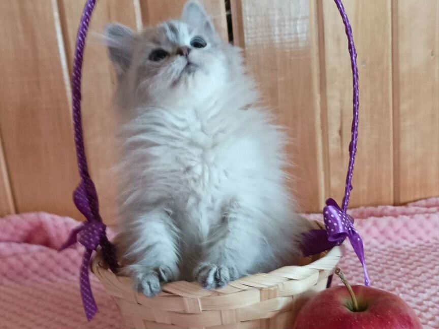 Невские котята