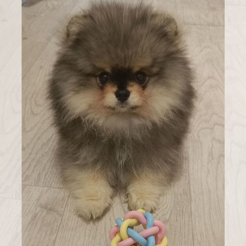 Померанский шпиц, щенок