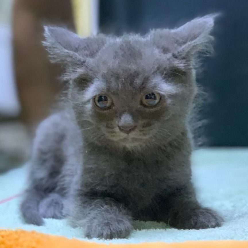 Котёнок в добрые руки