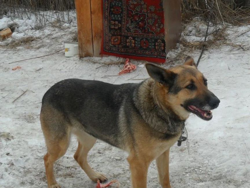 Отдам собаку в добрые руки Крым