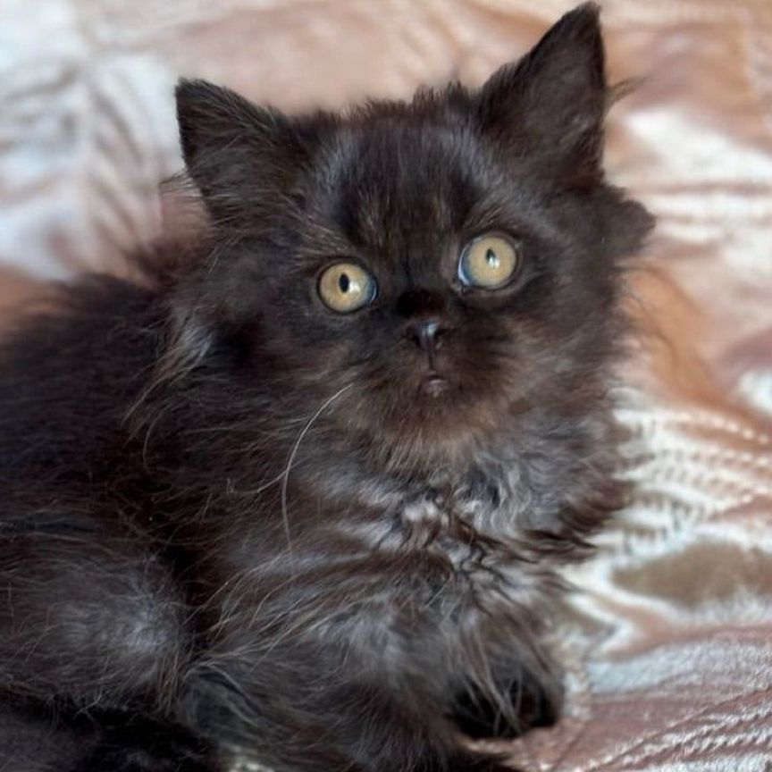 Британский котик